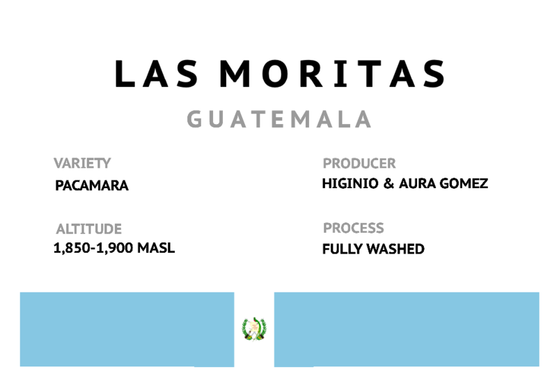 Guatemala – Las Moritas Red Pacamara - Plowshares Coffee Roasters
